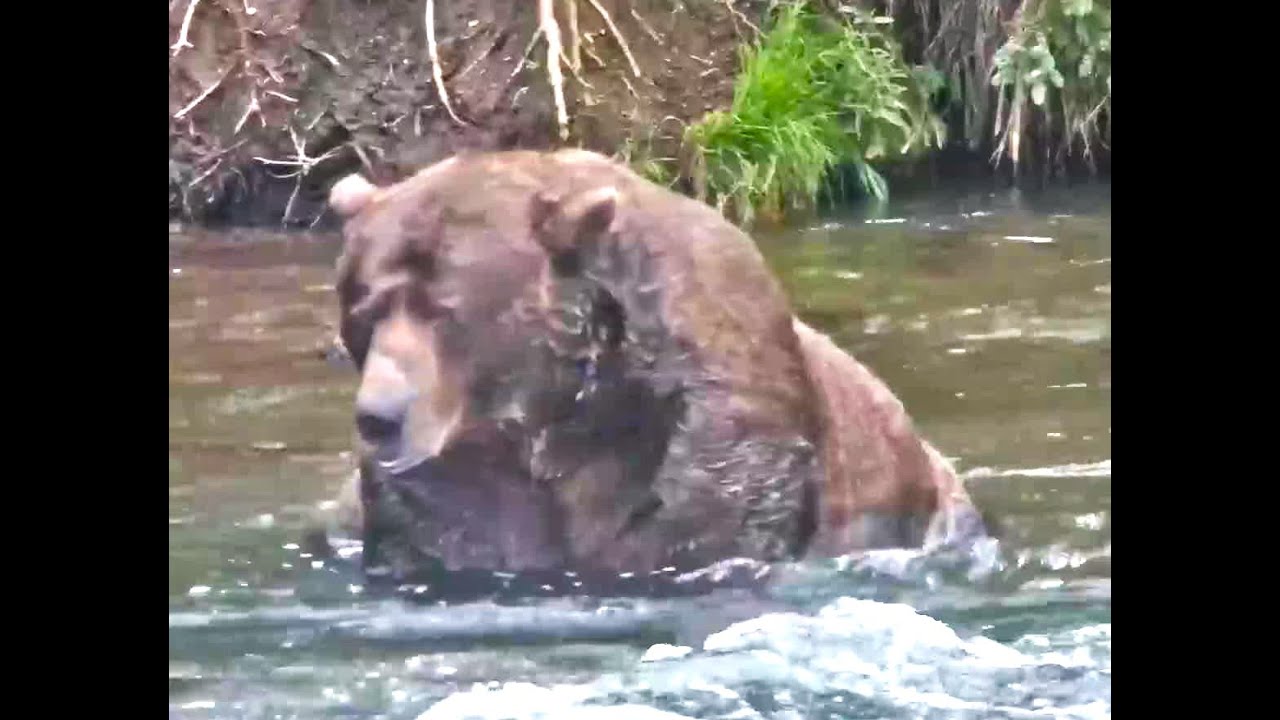 Bear 32 Chunk 2022 Explore Org 1 - YouTube