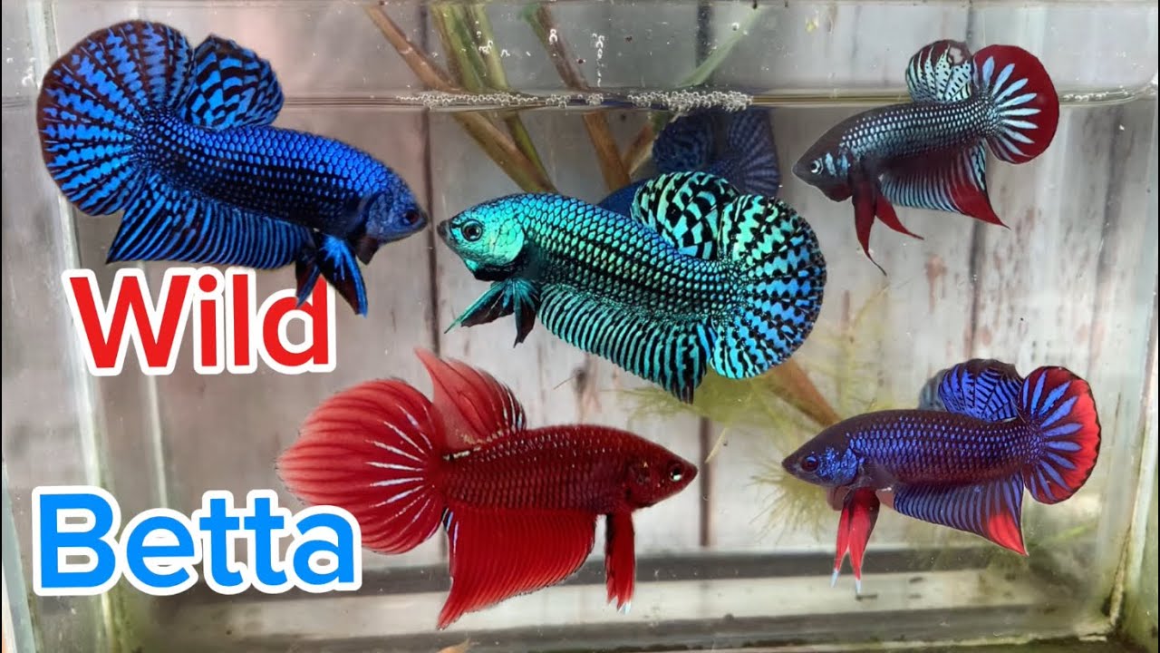 Collection of the most beautiful wild betta fish videos of all time| Nguyen Tuan Betta # ...