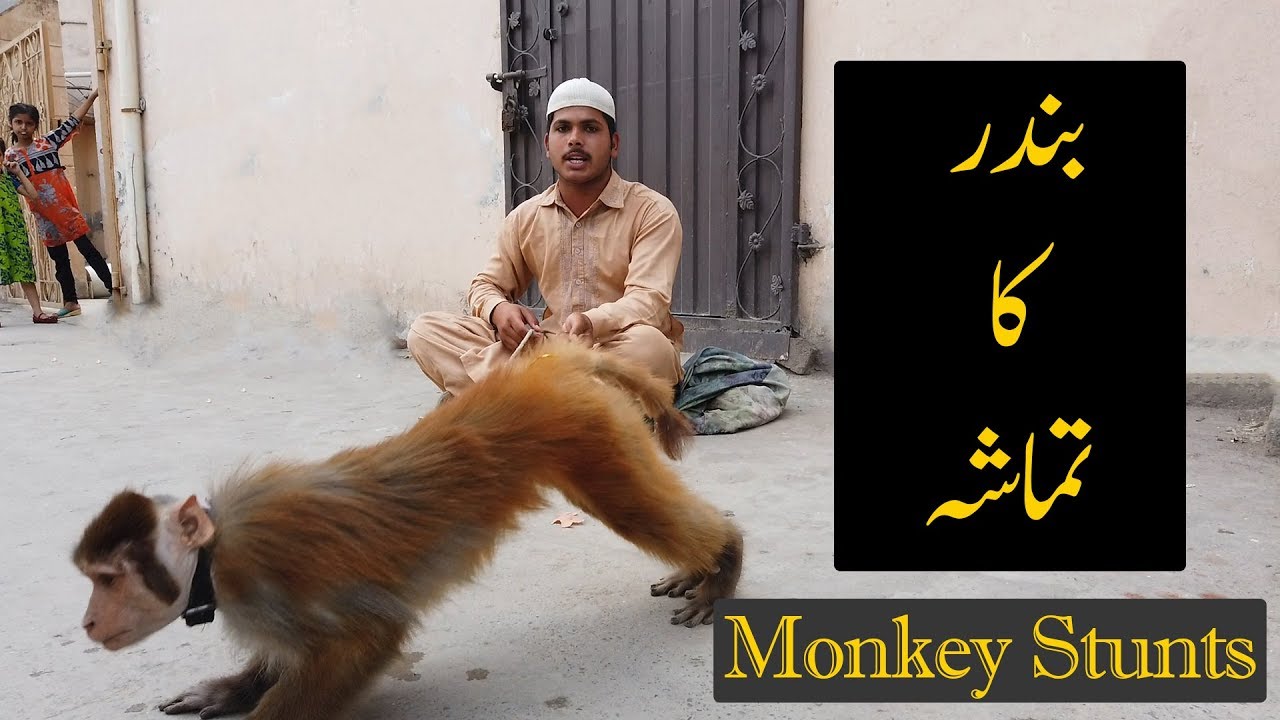Monkey Stunts | Amazing abilities & performance of a trained Monkey ...