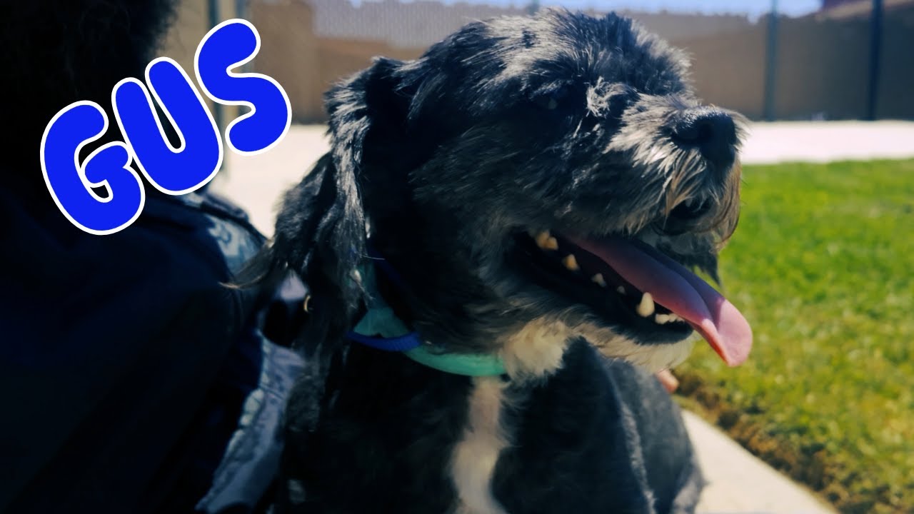 Let's Meet Gus - YouTube