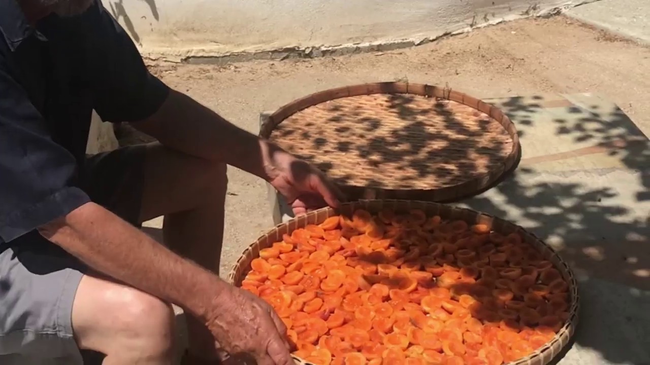 Sun Drying Apricots - YouTube