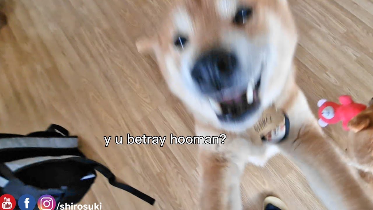 Shiro & Raya react to the puppies scent all-over me! - YouTube