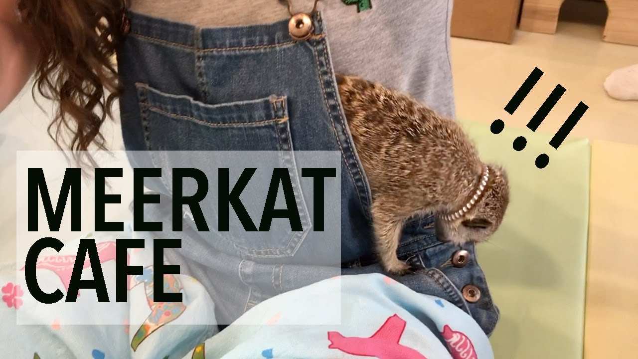 Seoul's Meerkat Cafe + Han River Picnic Date - YouTube
