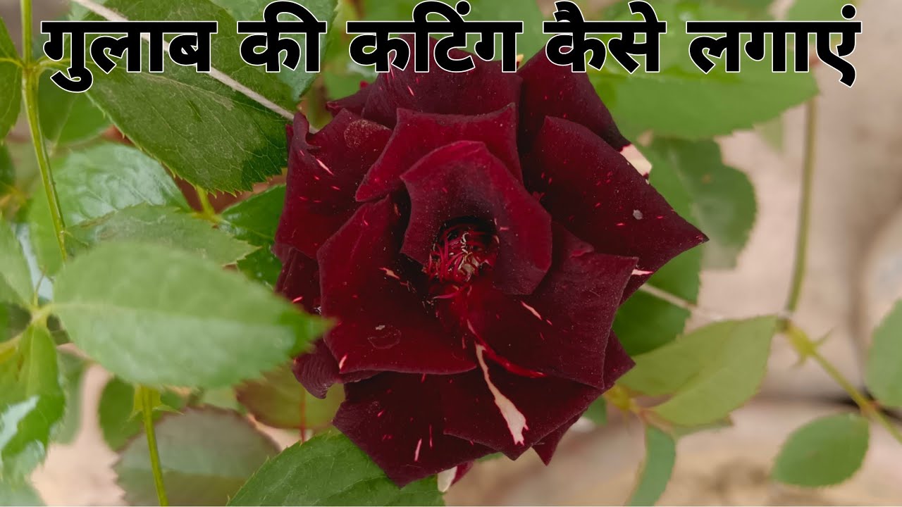गुलाब की कटिंग कैसे लगाएं | Rose Care Tips | Rose ki dekh bhaal kaise ...