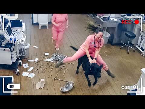 Caught in 4K! Funniest Security Camera Fails