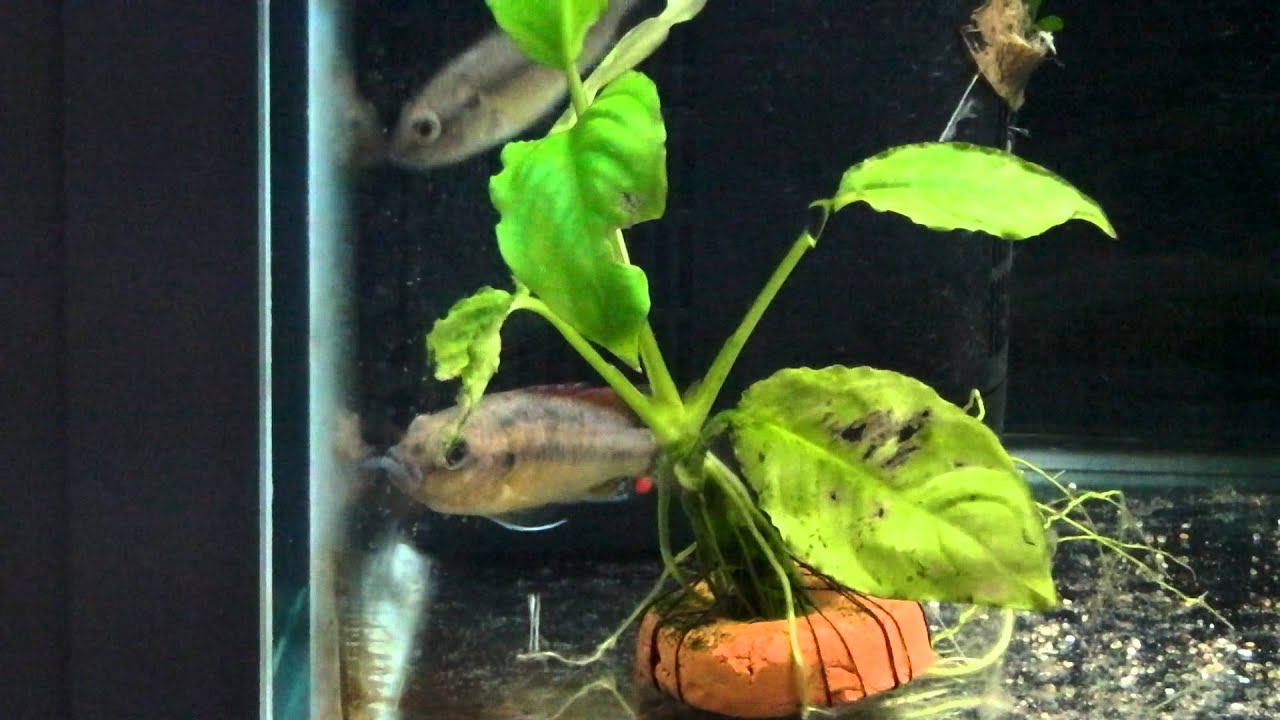 249. Egyptian mouthbrooder breeding set up - YouTube