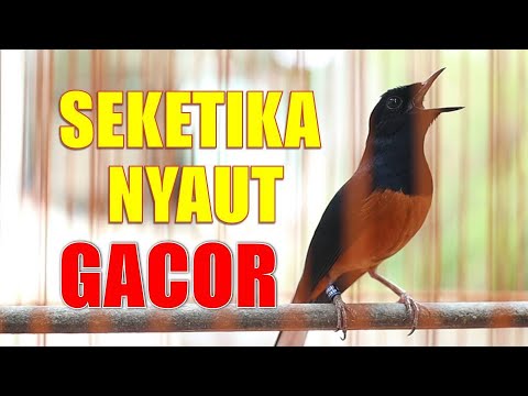 7 DETIK MURAI BATU MANAPUN AUTO TERANGSANG DENGAR MASTERAN MURAI BATU INI