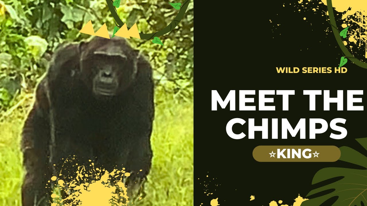 Meet the Chimps King ⭐️chasing other Chimpanzees violently + Chimps ...