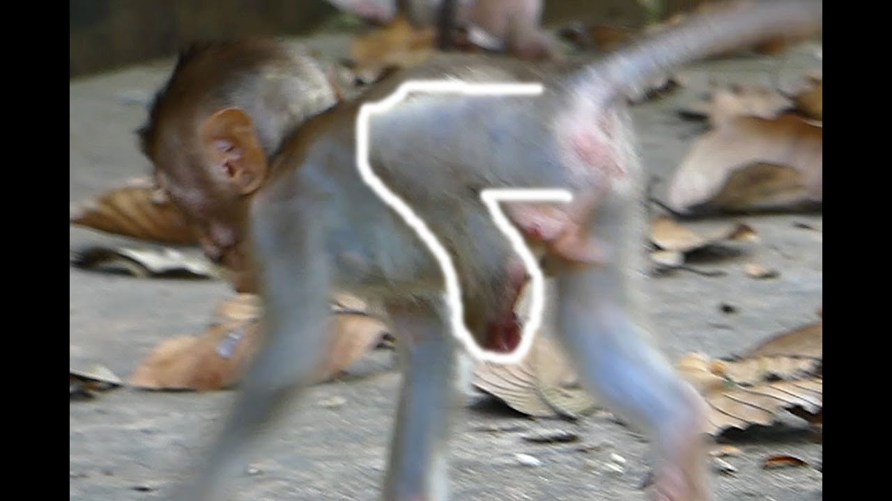 Breaking news poor baby Rainbow was attack by other monkey in Amber ...