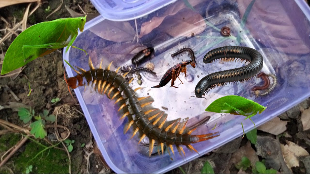 insect hunting,centipedes, millipedes in a pile of dry wood # ...