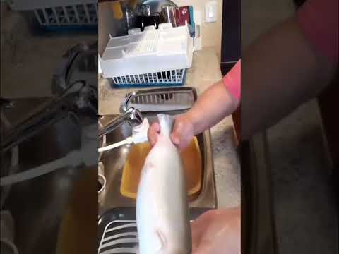How to Scale Fish, without splashing scales all over. Life living in an ...