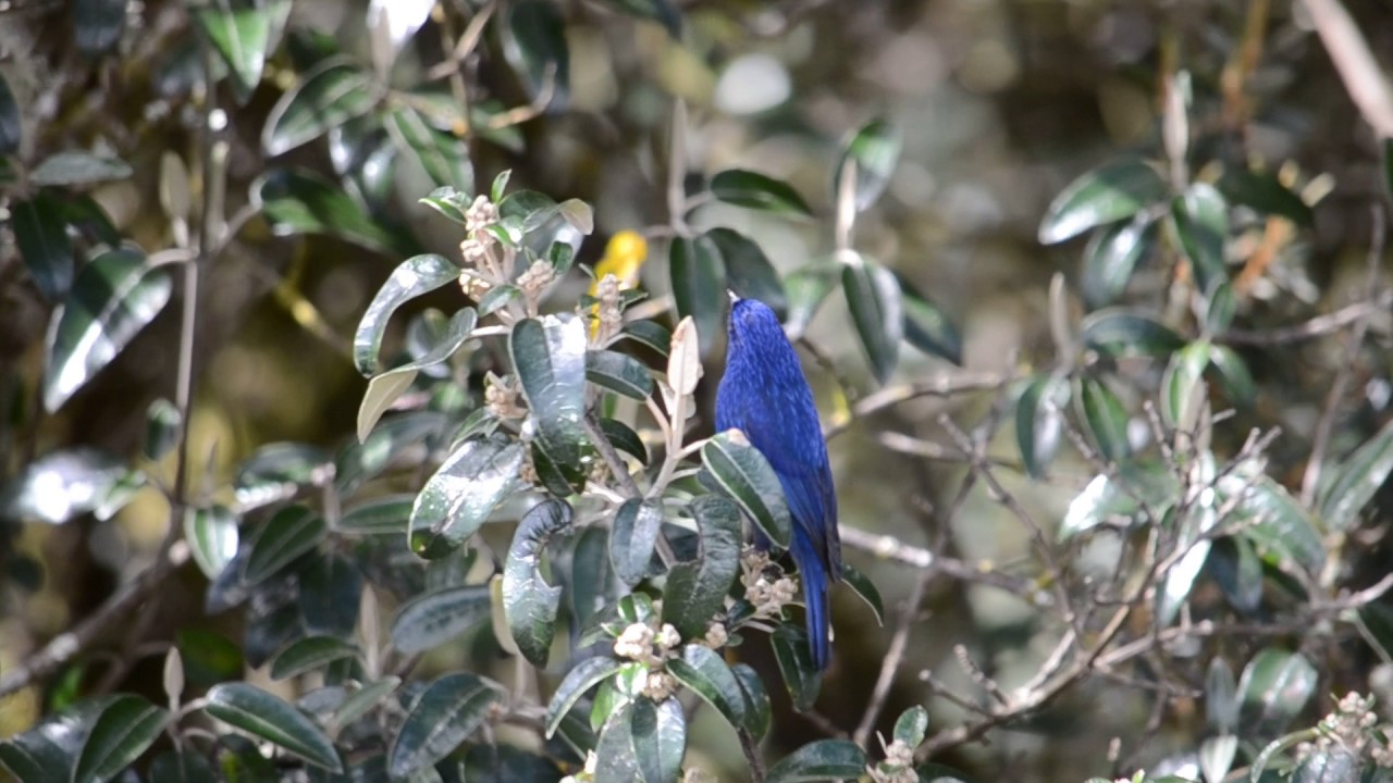 Azulito Altoandino / Tit-like Dacnis / Xenodacnis parina. - YouTube