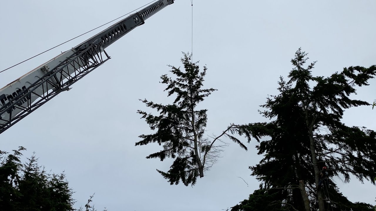 Tree Removal Using a Crane – Part 3 - YouTube