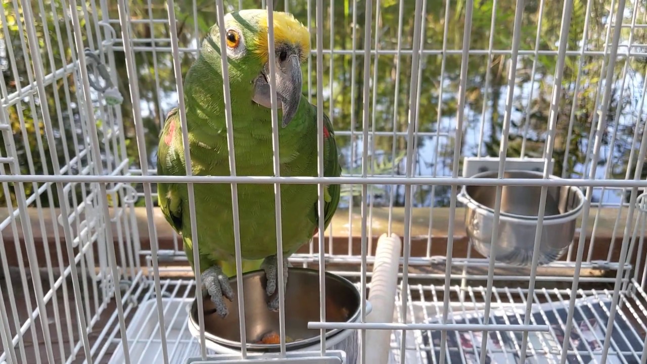 Freedom the Parrot on Pocosin Boardwalk with High Water at Audubon ...