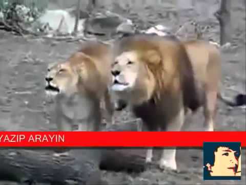 Dershane Diyen Aslanlar - Samanyolu Tv