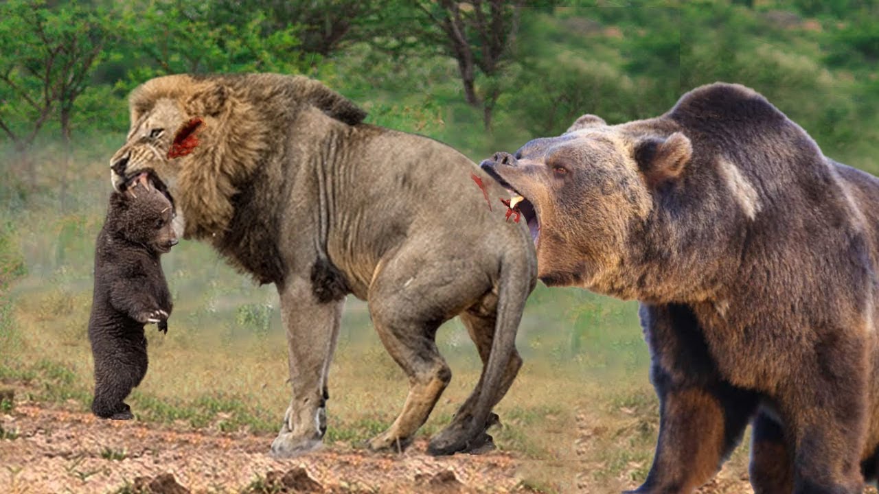 Grizzly bear risked his life to chase the lion king to save his baby ...