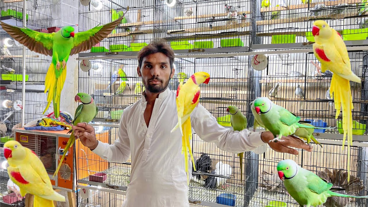 Yellow Alexander raw Parrot Green Raw Parrot Tollinton Market - Talking ...