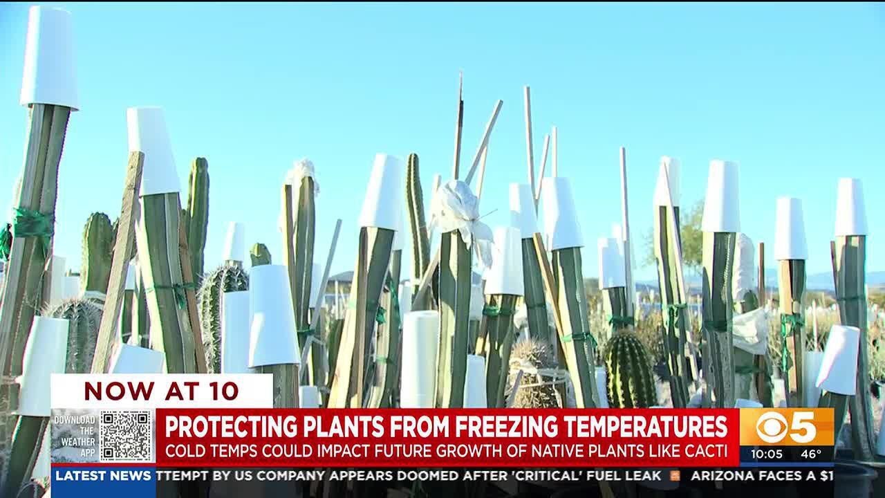 Protecting plants during Arizona's freezing temps - YouTube