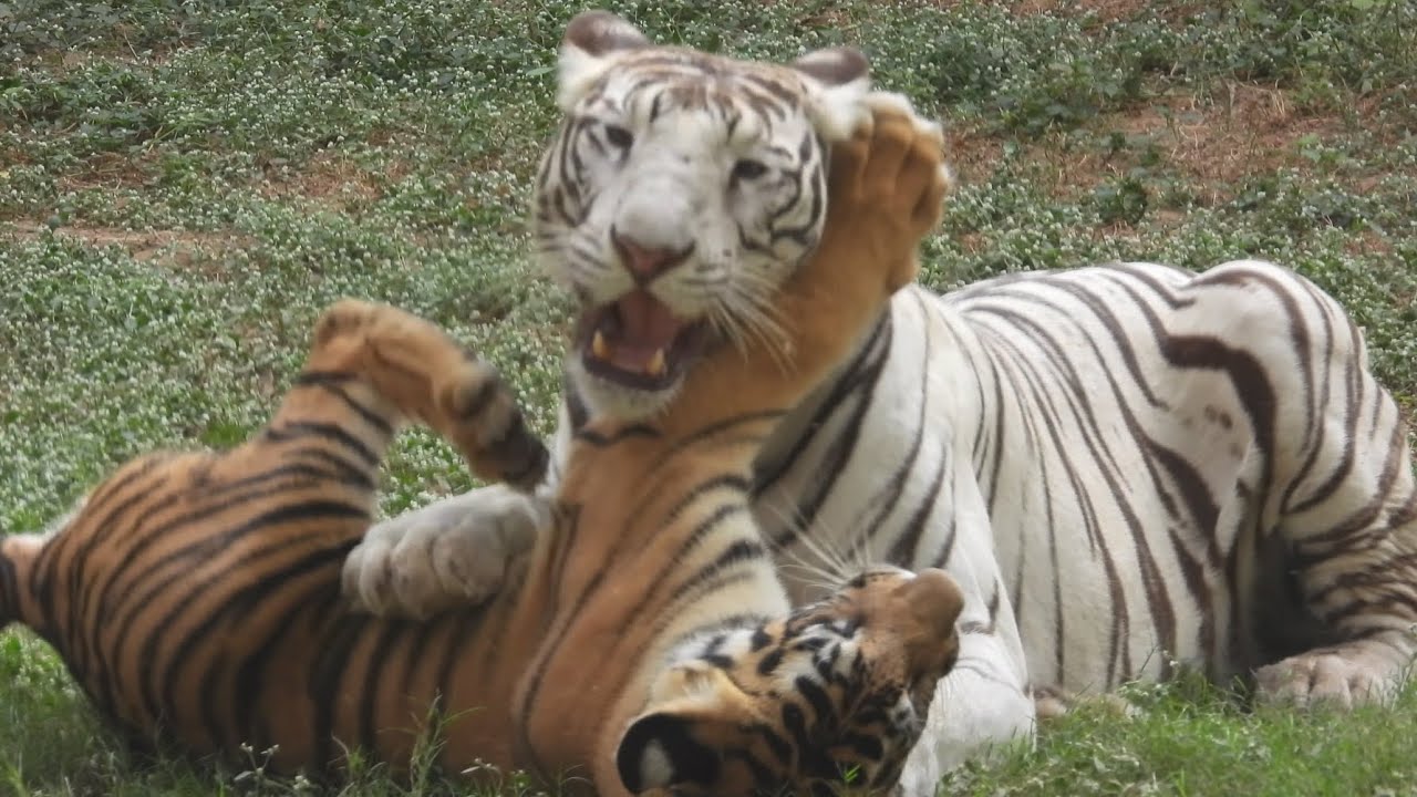 Beautiful Tiger Family | See How Tigress and Her 6 Months old Cub spend ...
