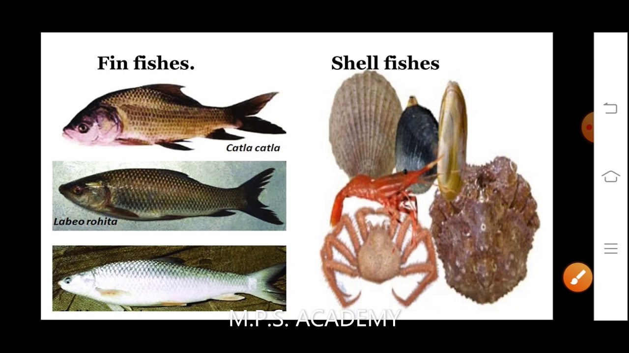 CLASS 09 BIOLOGY LESSON 02 LECTURE 08 (02.06.2020) - YouTube