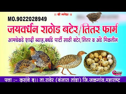 जयवर्धन तीतर बटेर फार्म जळगाव ||9022028949 || titar Bater chicks ...