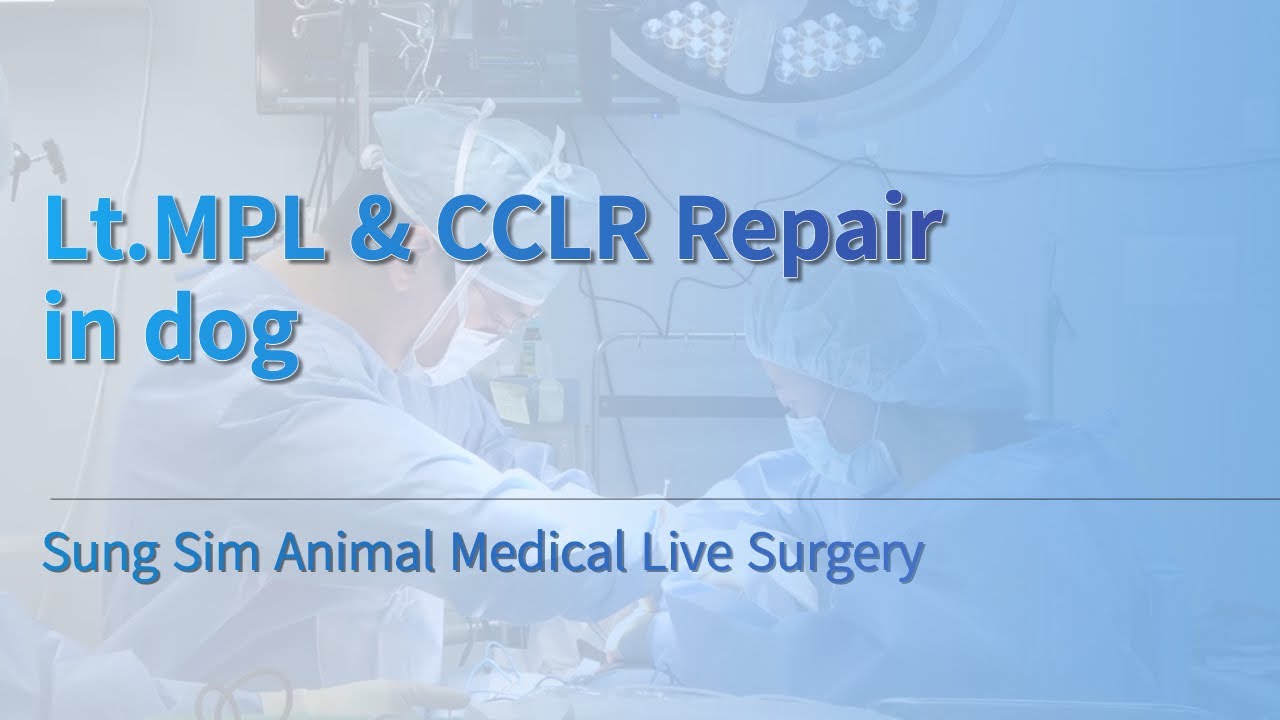 (Warining) Lt.MPL & CCLR Repair in dog Sung Sim Animal Medical Live Surgery - YouTube