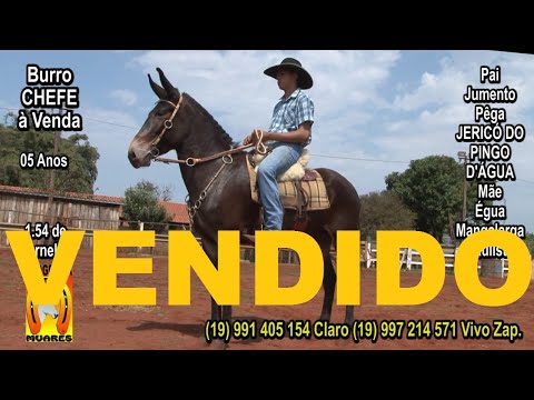 VENDIDO Burro CHEFE VENDIDO - (19) 997 214571 ZAP. - YouTube