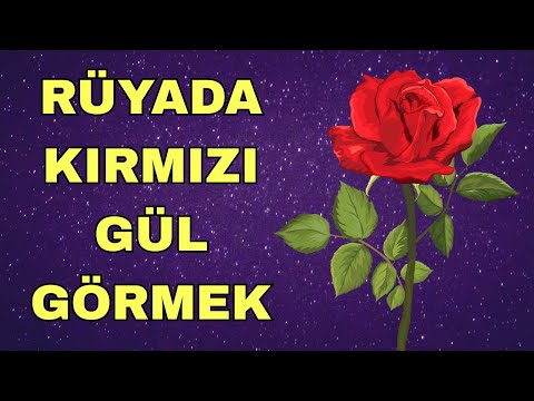 Rüyada Kırmızı Gül Görmek Ne Anlama Gelir? Rüya Tabirleri