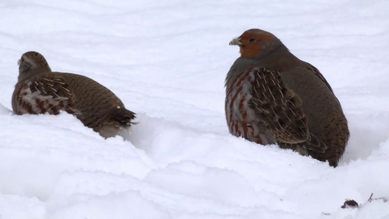 Gyvūnai žiemą - YouTube