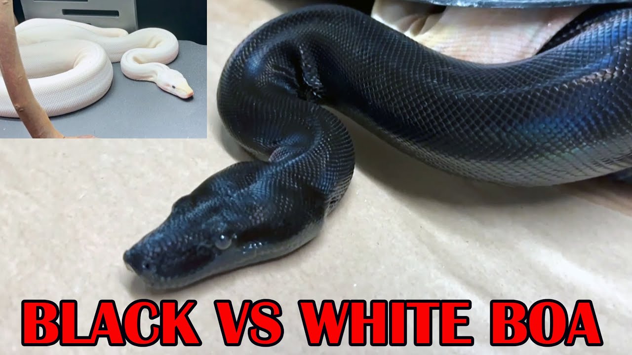 BREEDING BOAS FOR EXTREME COLORS! - YouTube
