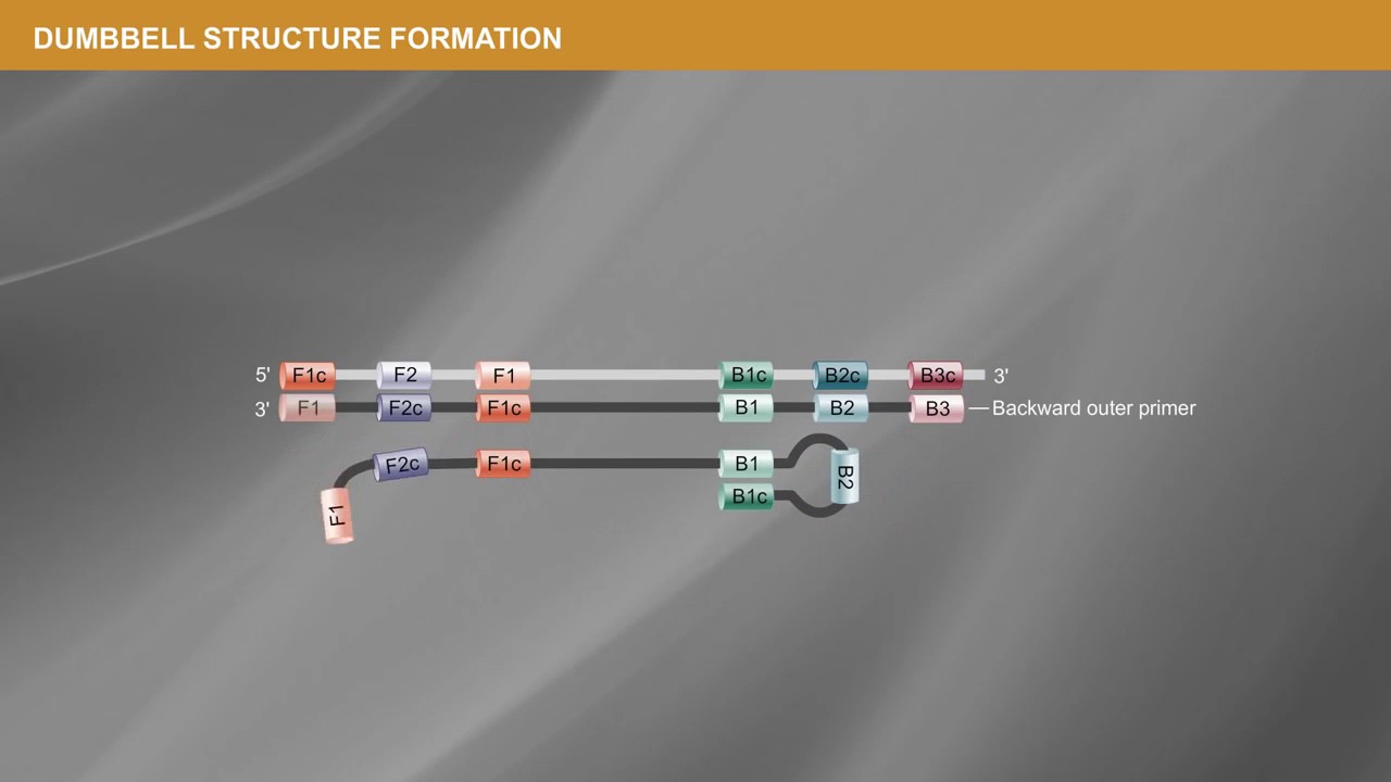 Loop Mediated Isothermal Amplification LAMP - YouTube