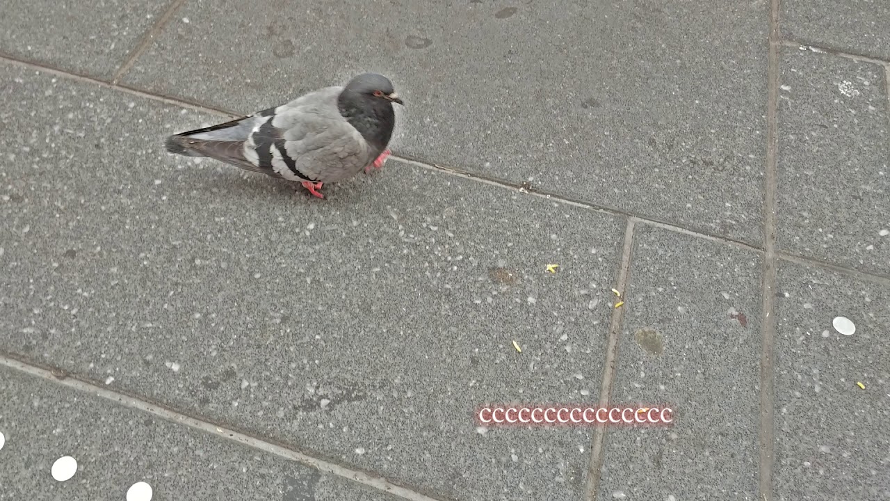 ccccccccccccccc - YouTube