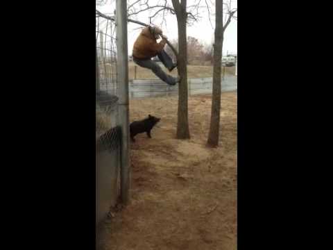 Wild hog puts man up tree - YouTube