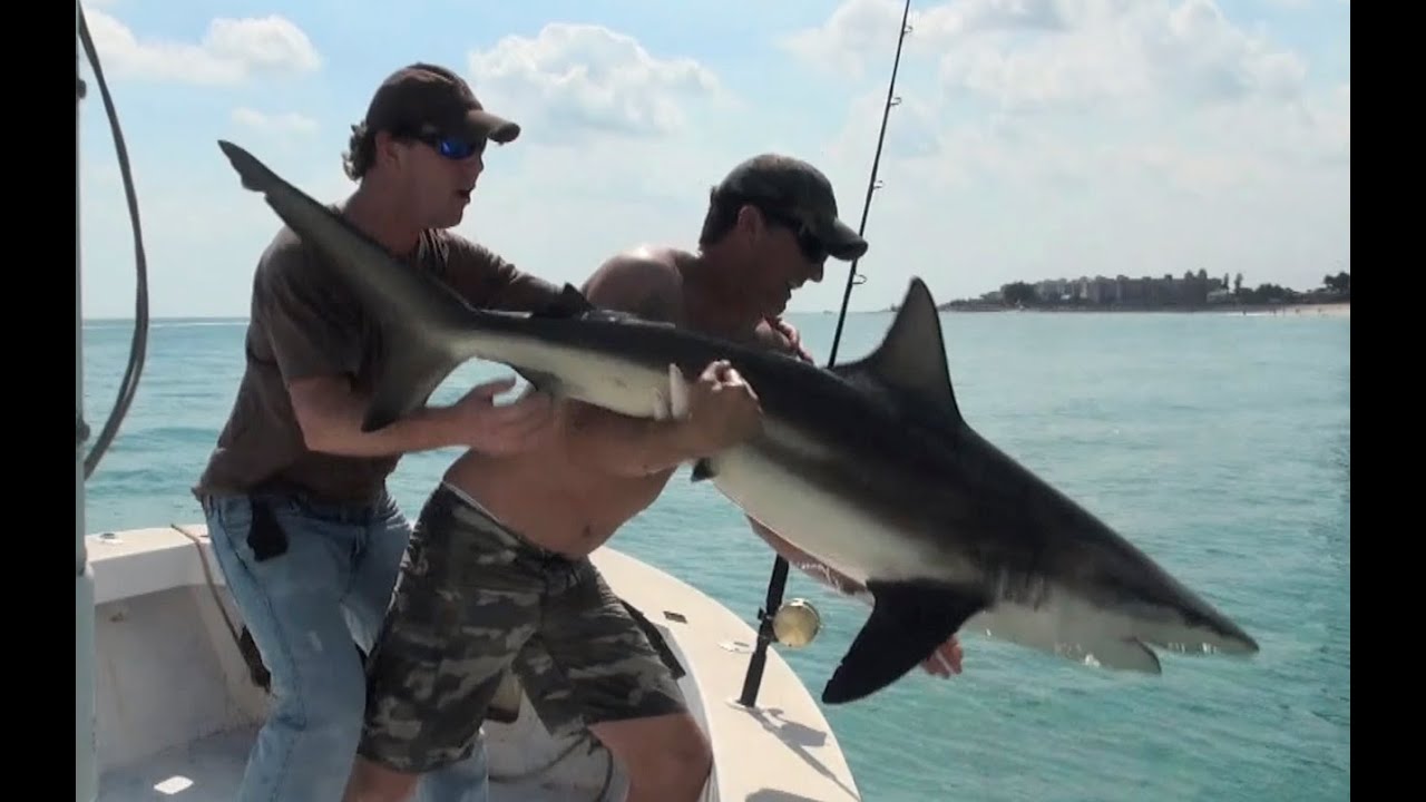 Tiger Shark, Cobia, Snook, Manatees and Spinner Sharks!!! AFUNDAY ...