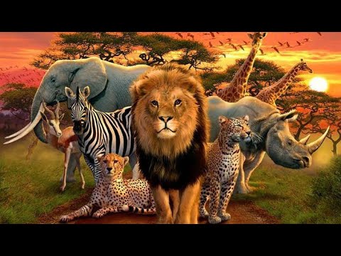 wild animal name animals and sounds animals fani animals domestic ...