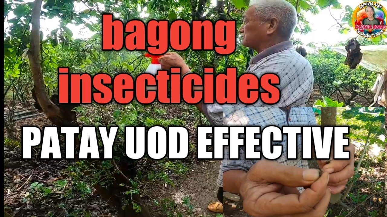 BAGONG INSECTICIDES EBIDENSYA PATAY ANG NAKABALOT NA UOD - YouTube