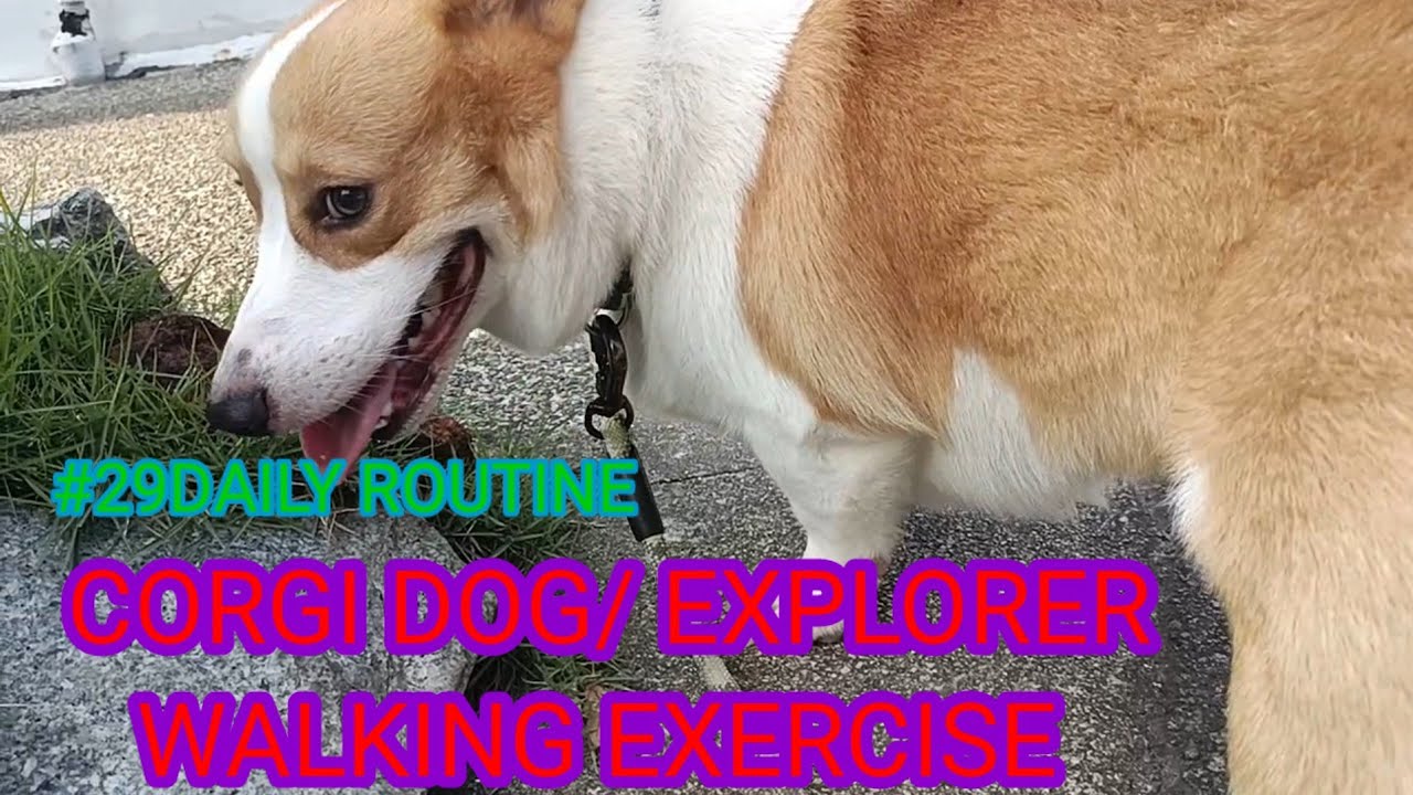 #029DAILY ROUTINE CORGI DOG/EXPLORER/WALKING EXERCISE #corgi# ...