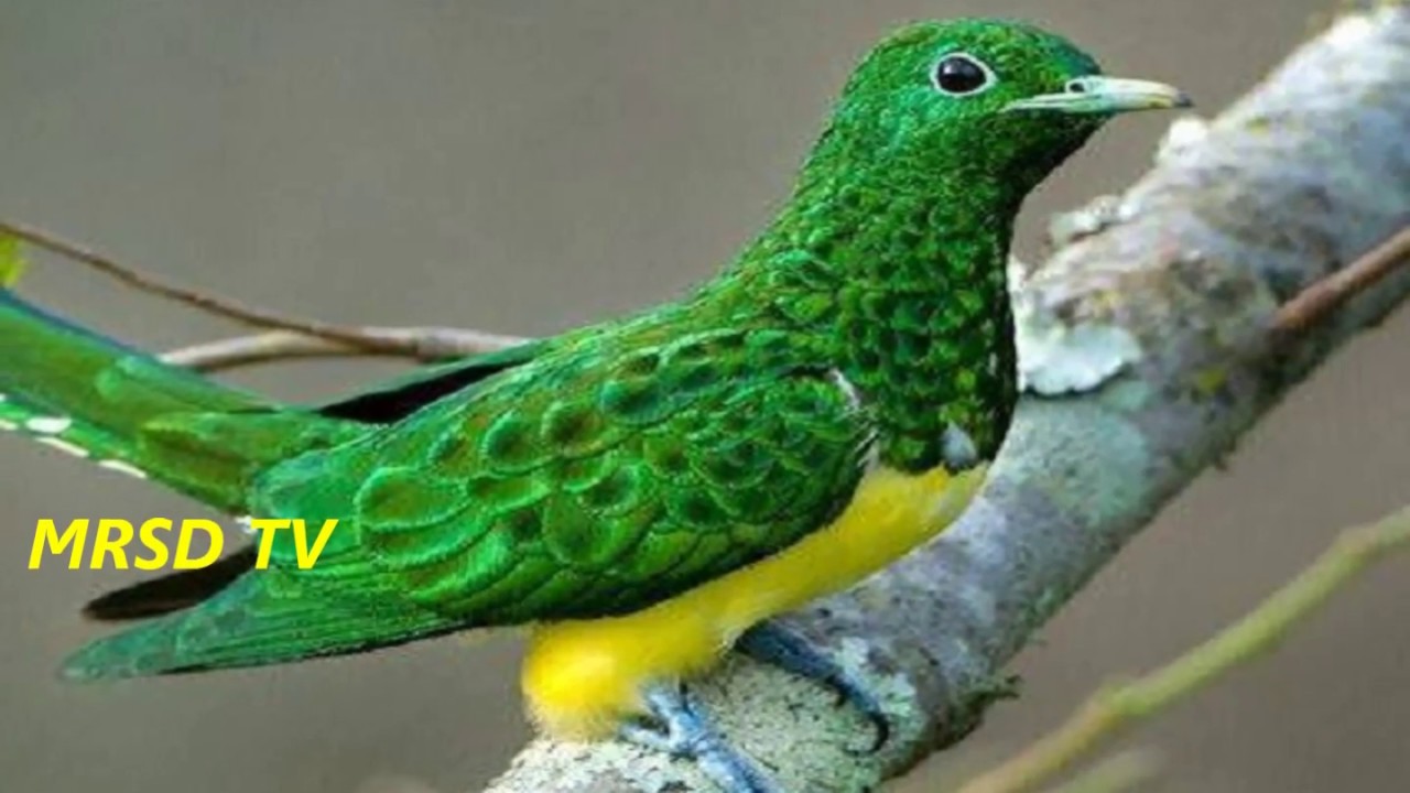 Top 45 Rears Stunningly Beautiful Green Birds in the World! Top 45 ...