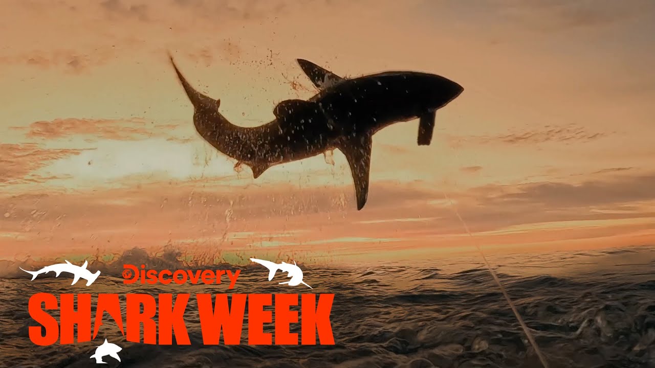 Great White Shark Goes Airborne! | Shark Week - YouTube
