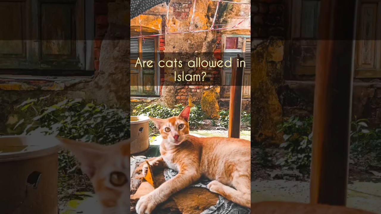 The Messenger of Allah said: 'They (cats) are not impure, they are of ...
