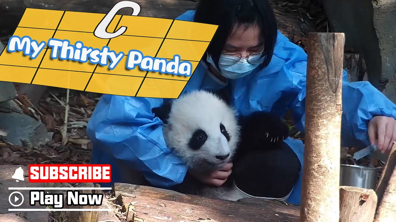 How Does Nanny Feed Baby Panda Water? | iPanda - YouTube