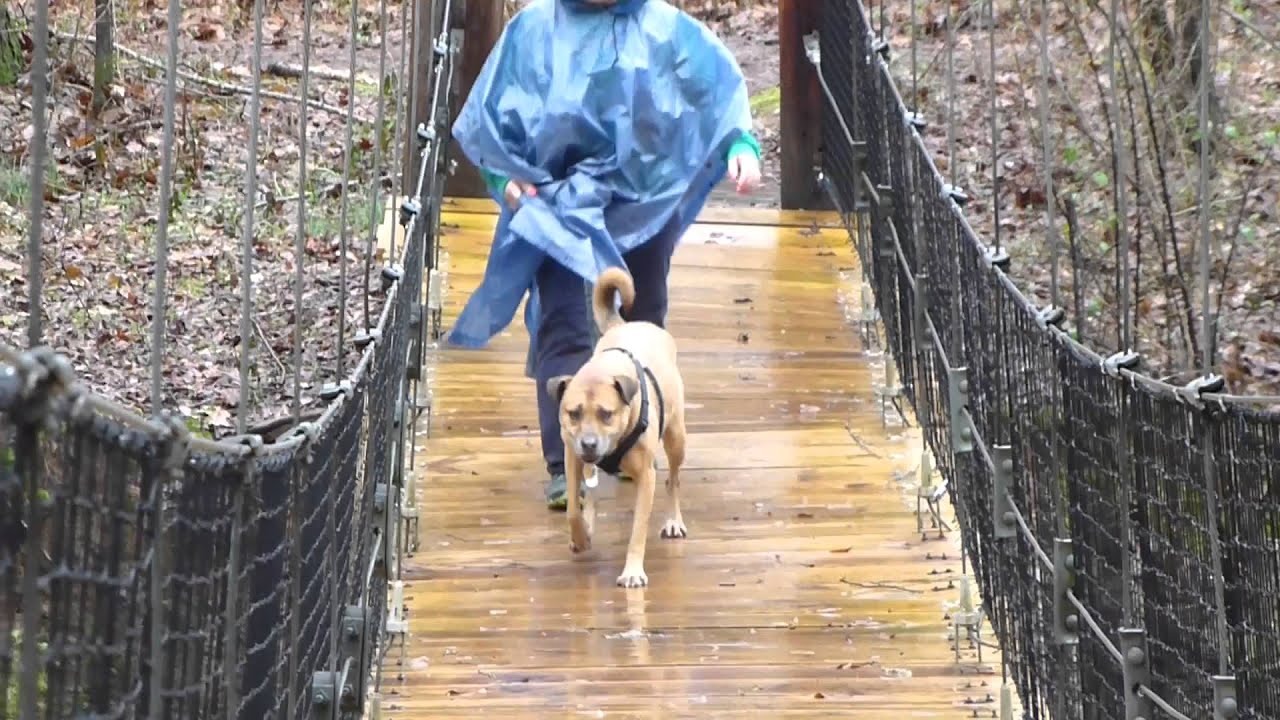 Scooby crosses the bridge - YouTube