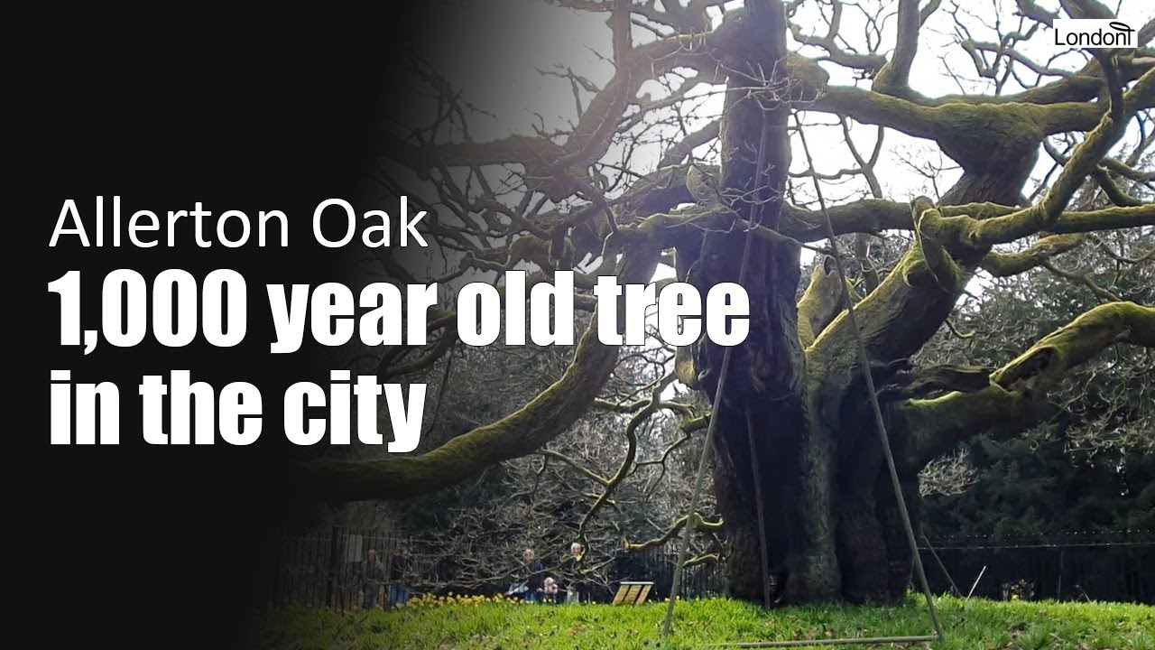 Allerton Oak, the 1,000 year old tree in the city - Liverpool, England ...