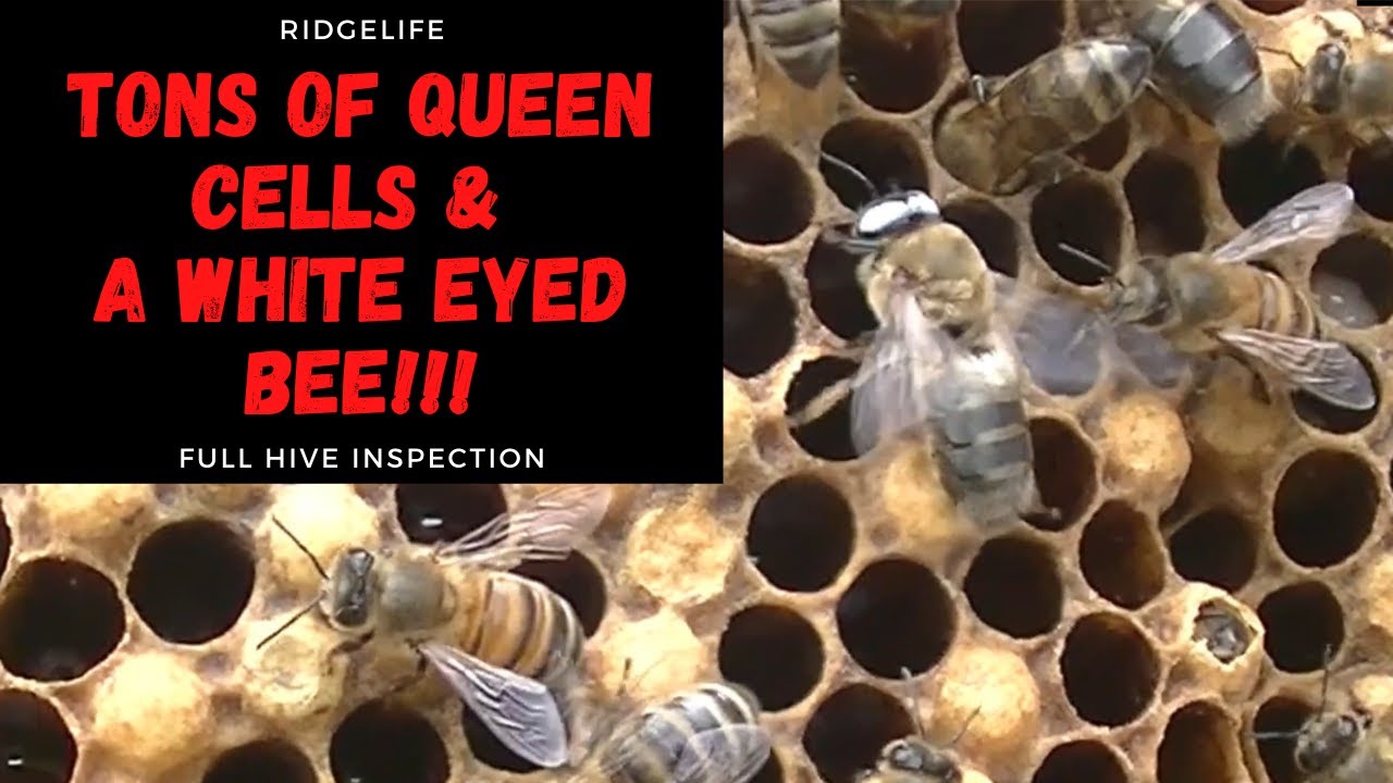 MUST SEE!!! White EYED Honey Bee and Tons of Capped Queen Cells ...