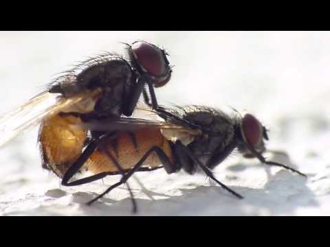 Spanish Fly - YouTube