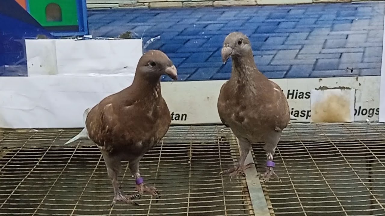 MERPATI GERMAN BEAUTY HOMER 19082022 - YouTube