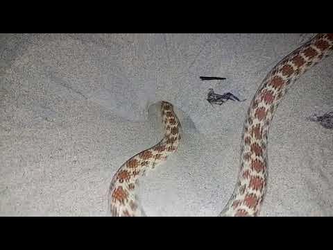 Can snakes dig holes in soil? - YouTube