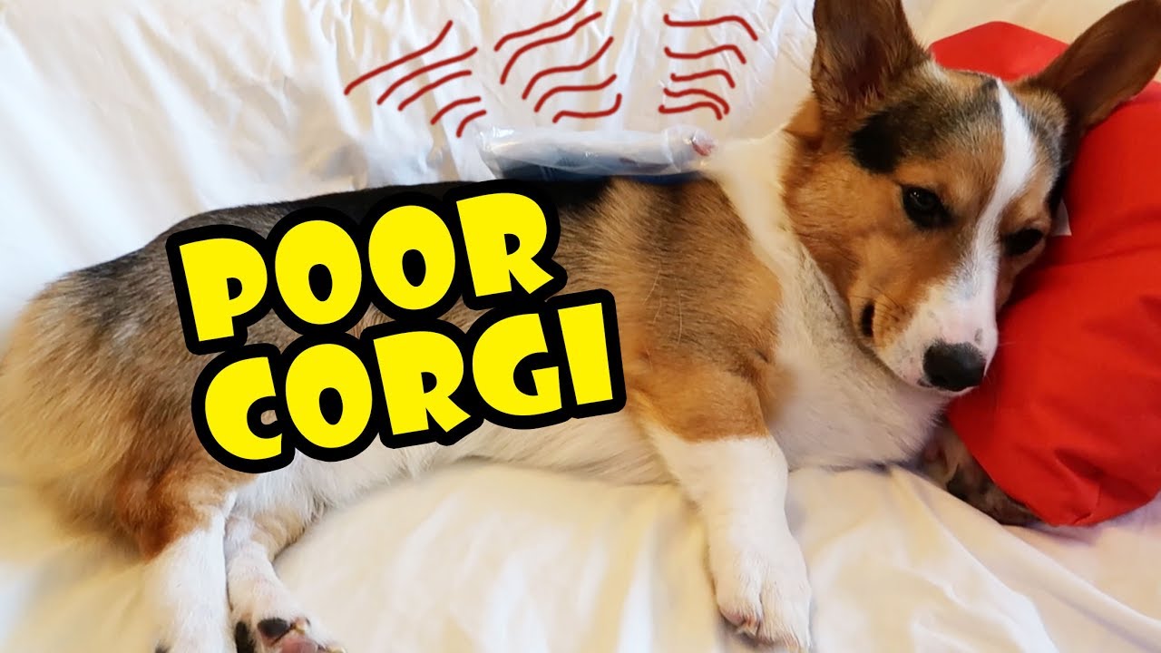 POOR CORGIS BACK INJURED - Refuses to Play || Life After College: Ep ...