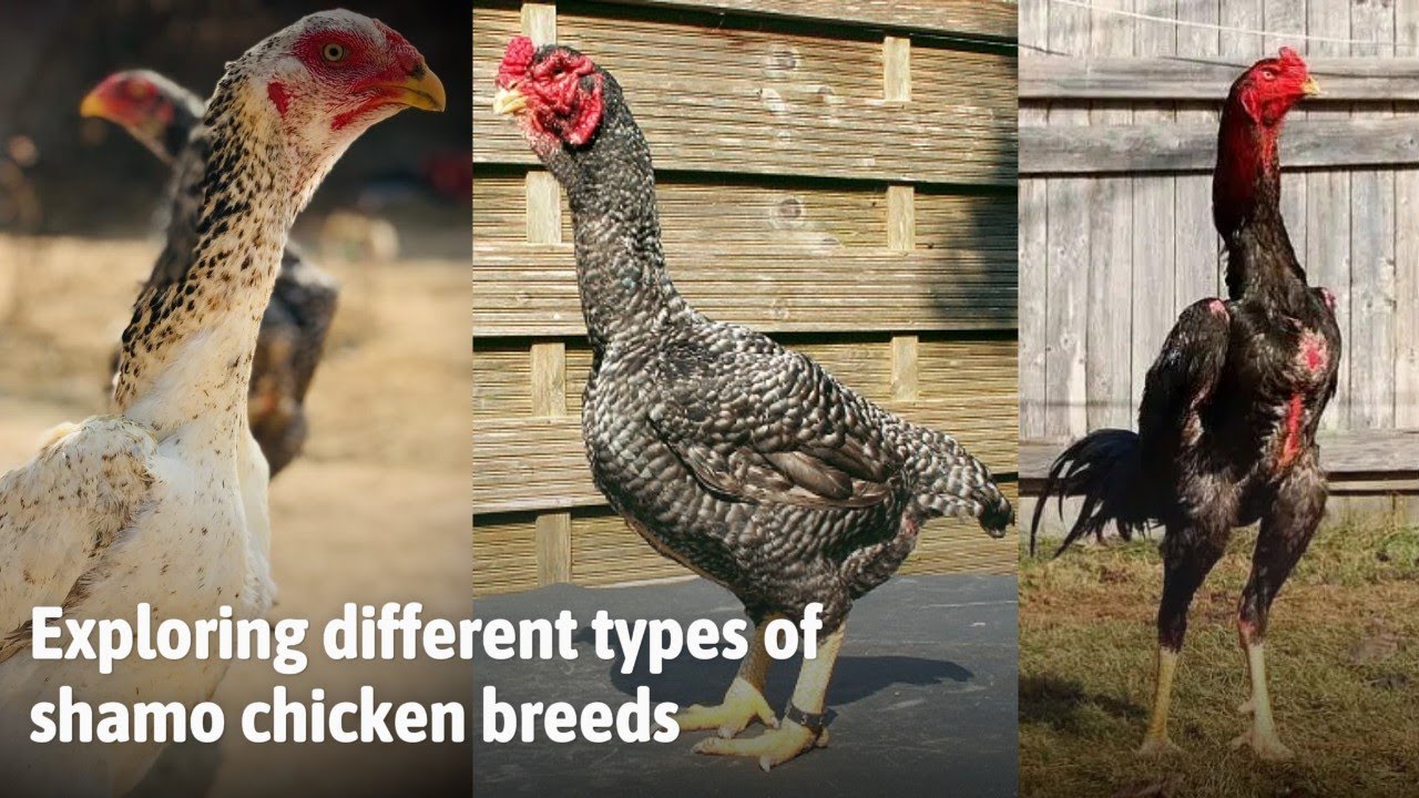 Explore the shamo chicken breed || Types of shamo breed - YouTube