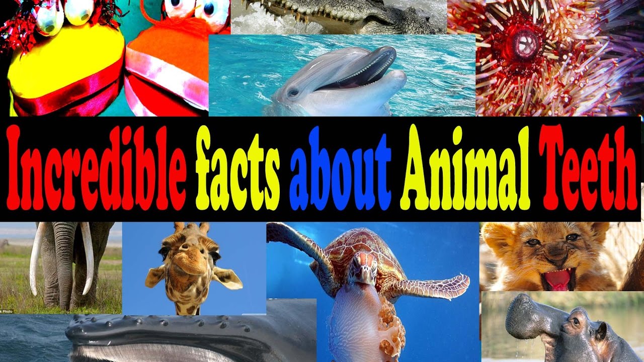 Interesting Facts About Animal Teeth YouTube interesting-facts-about-animal-teeth-youtube